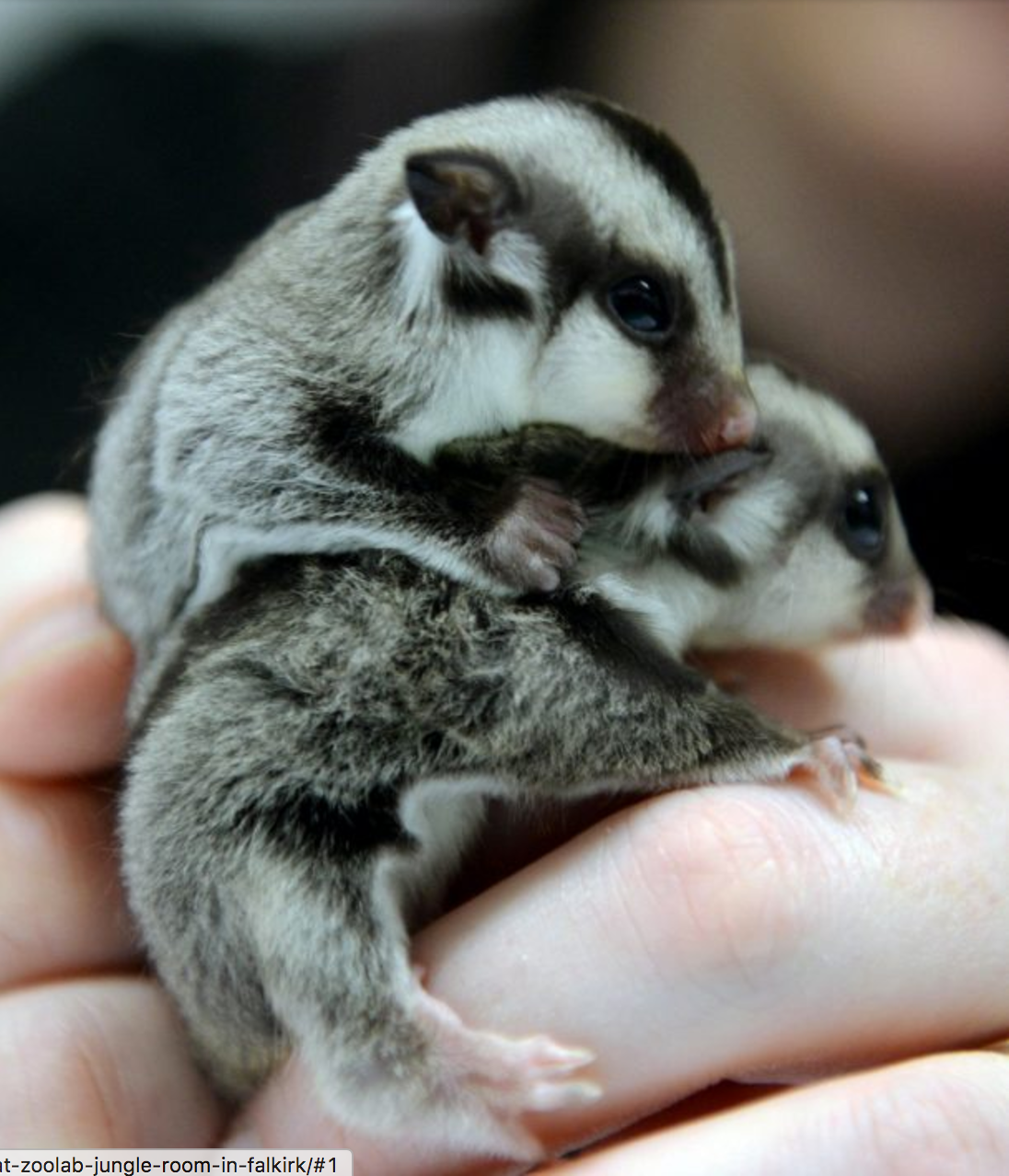 Sugar Gliders Born At Zoolab Jungle Room in Falkirk – Entertain the kids