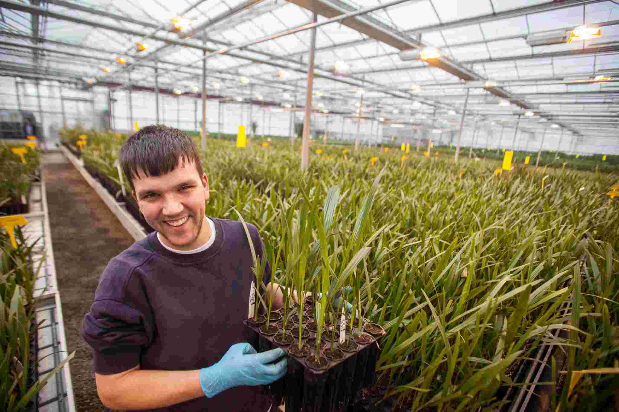 Palm Tree Farm In Somerset Exports The Exotic Plant To Dubai ...